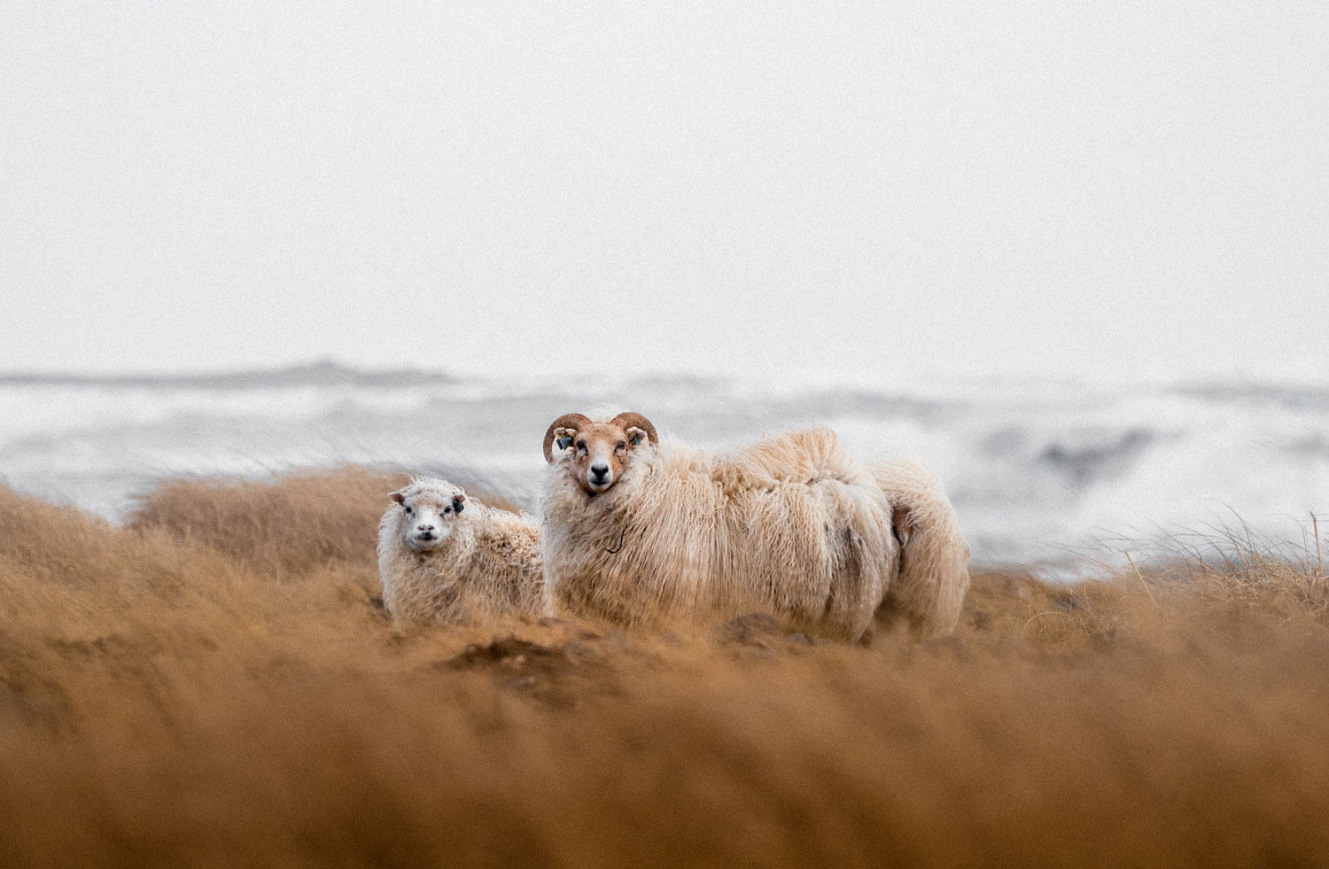 About Us Icelandic Lamb