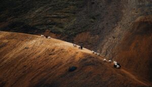 Slátur Season Comes to an End - Icelandic Lamb