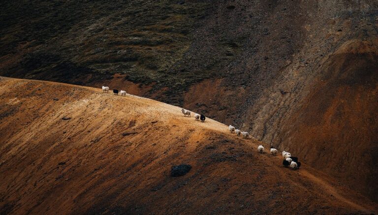 Slátur Season Comes to an End - Icelandic Lamb